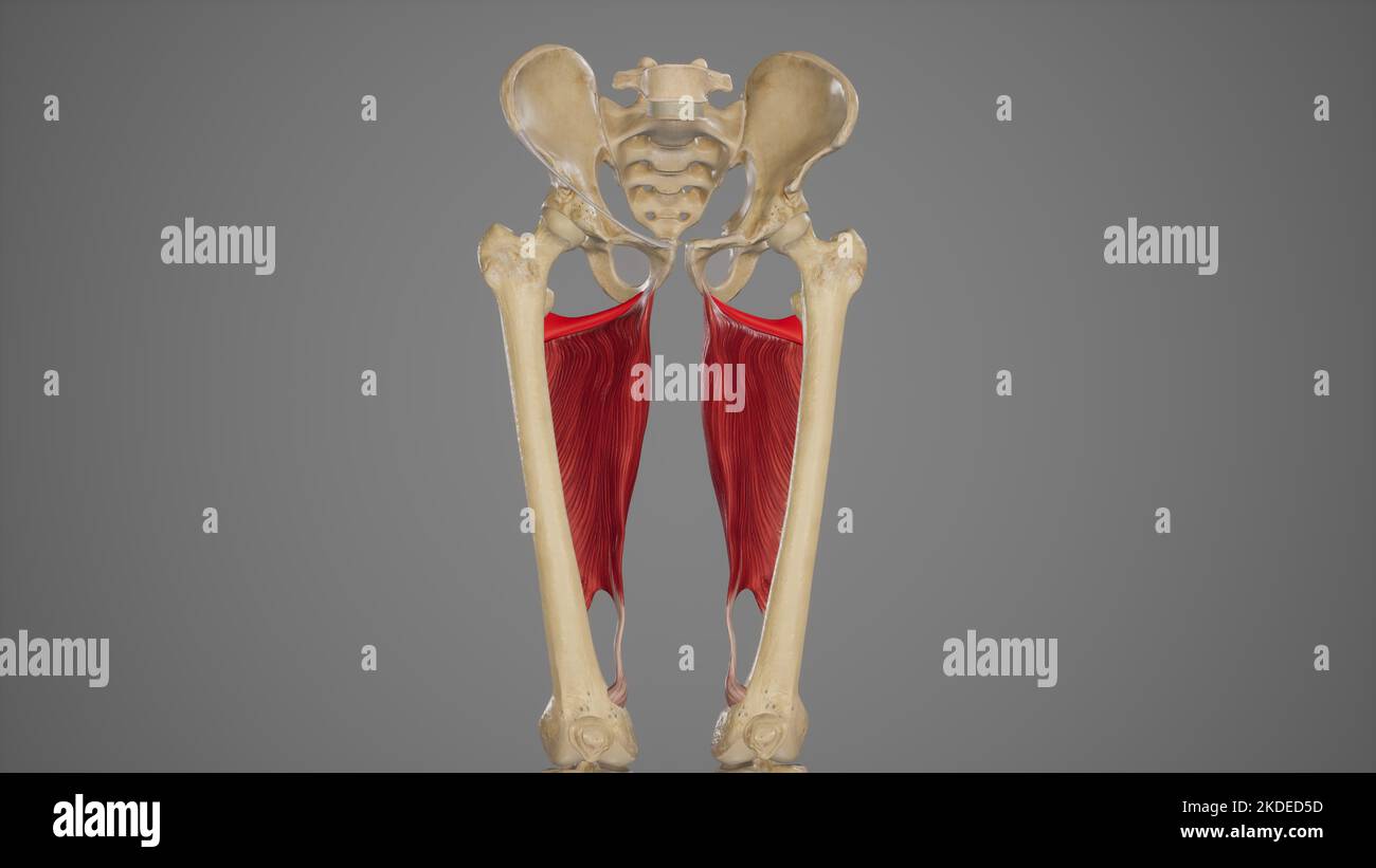 Oberschenkel adduktion -Fotos und -Bildmaterial in hoher Auflösung – Alamy