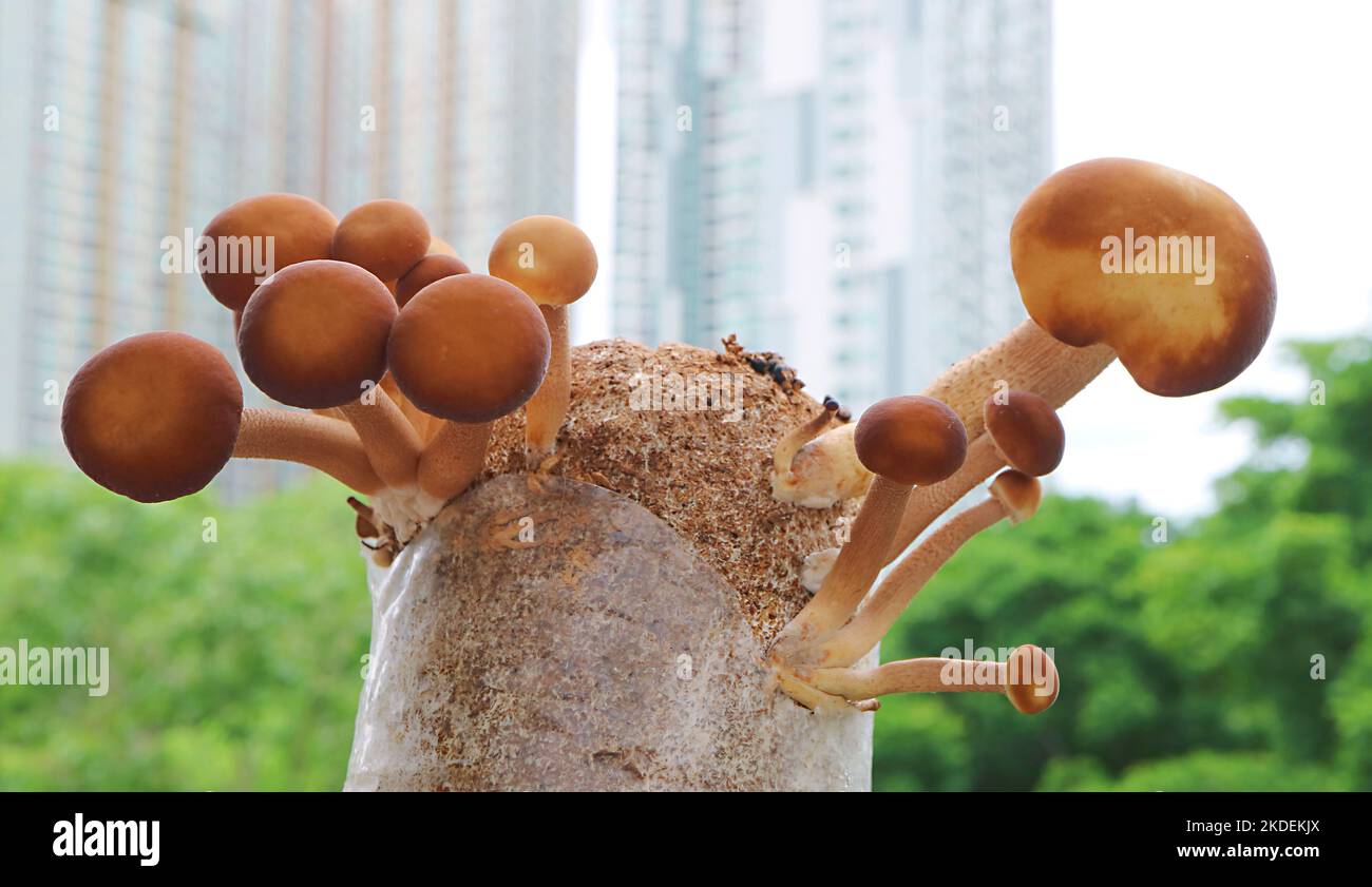 Mycelium block -Fotos und -Bildmaterial in hoher Auflösung – Alamy
