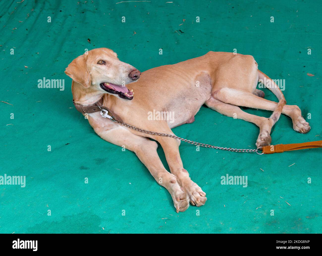 Mudhol hound -Fotos und -Bildmaterial in hoher Auflösung – Alamy
