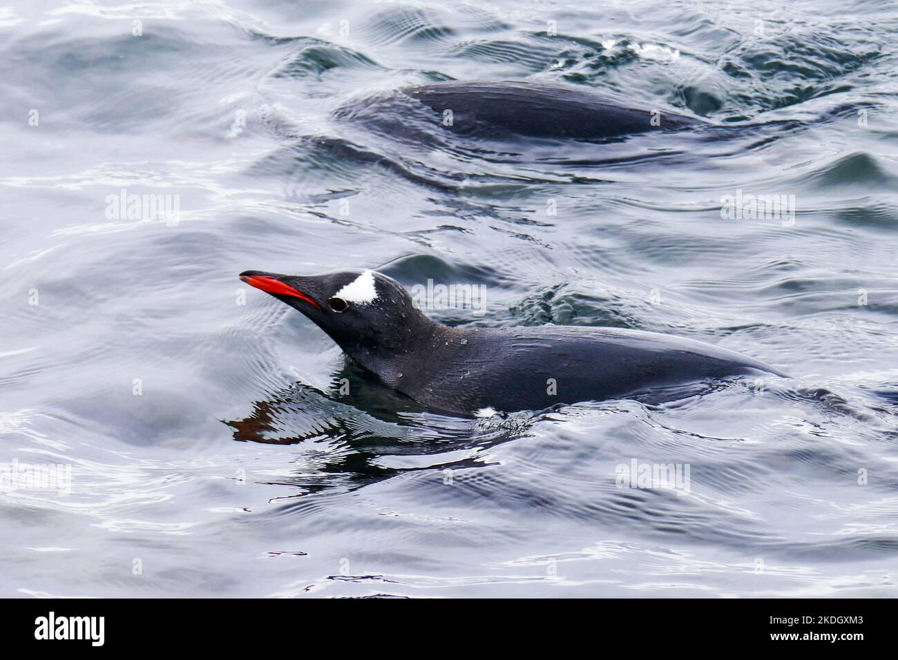 Pinguine im ozean -Fotos und -Bildmaterial in hoher Auflösung – Alamy