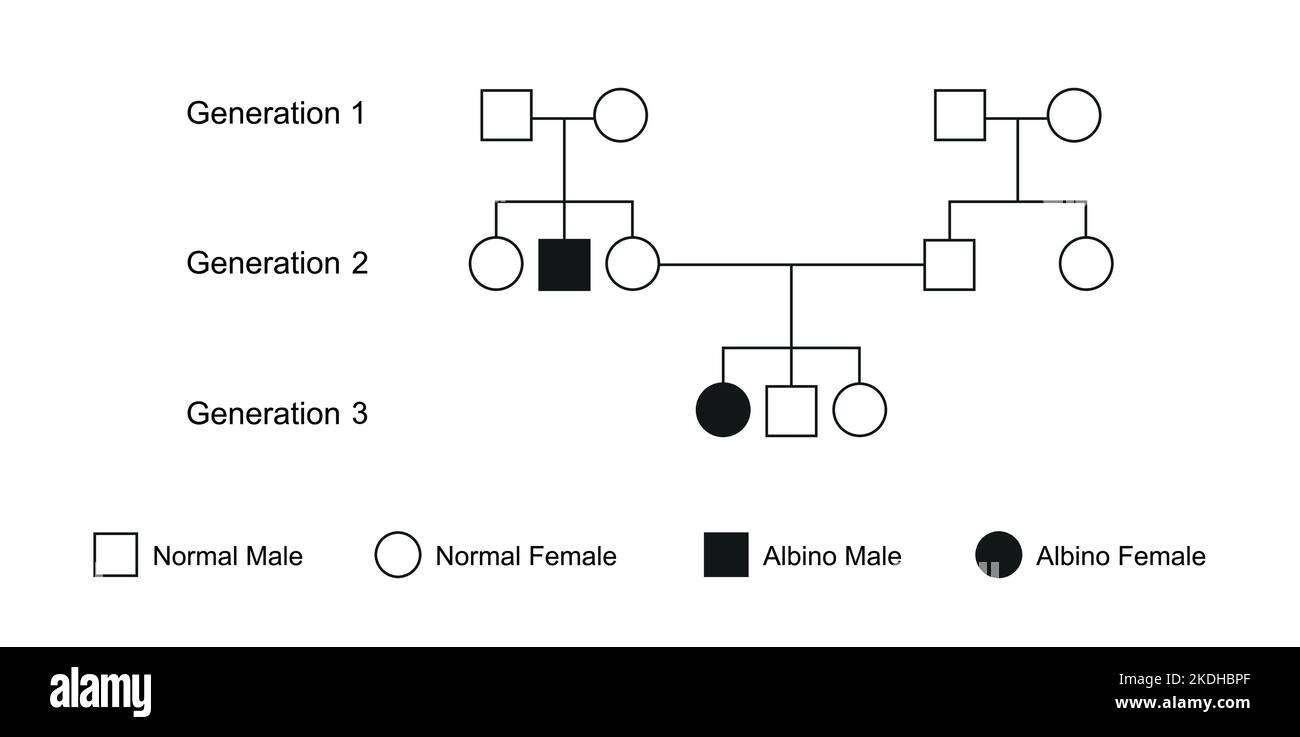 Familienstammbaum genetik Stock-Vektorgrafiken kaufen - Alamy