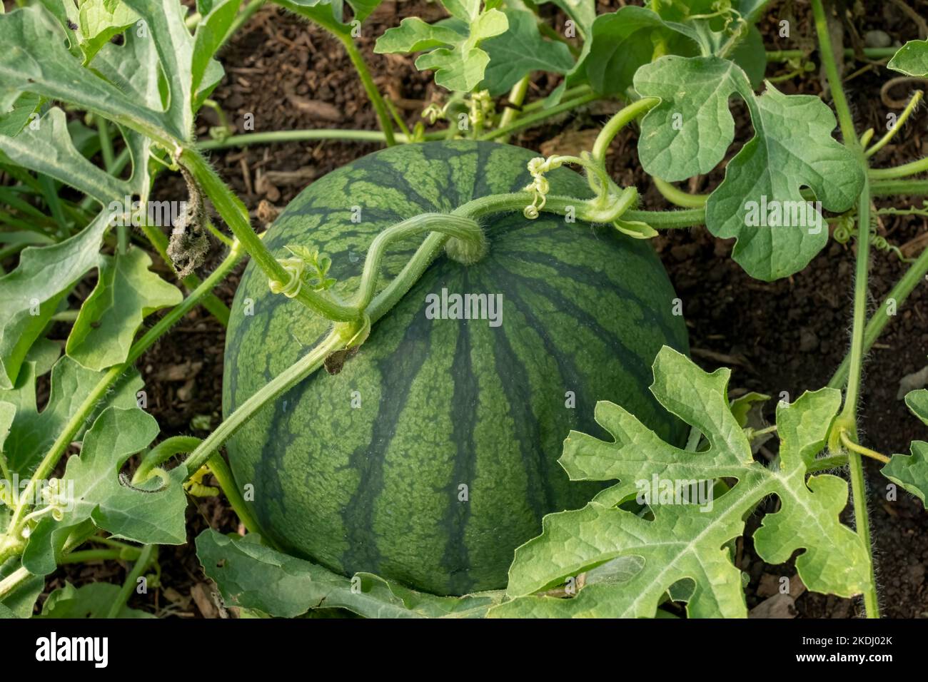 Chimacum -Fotos und -Bildmaterial in hoher Auflösung – Alamy