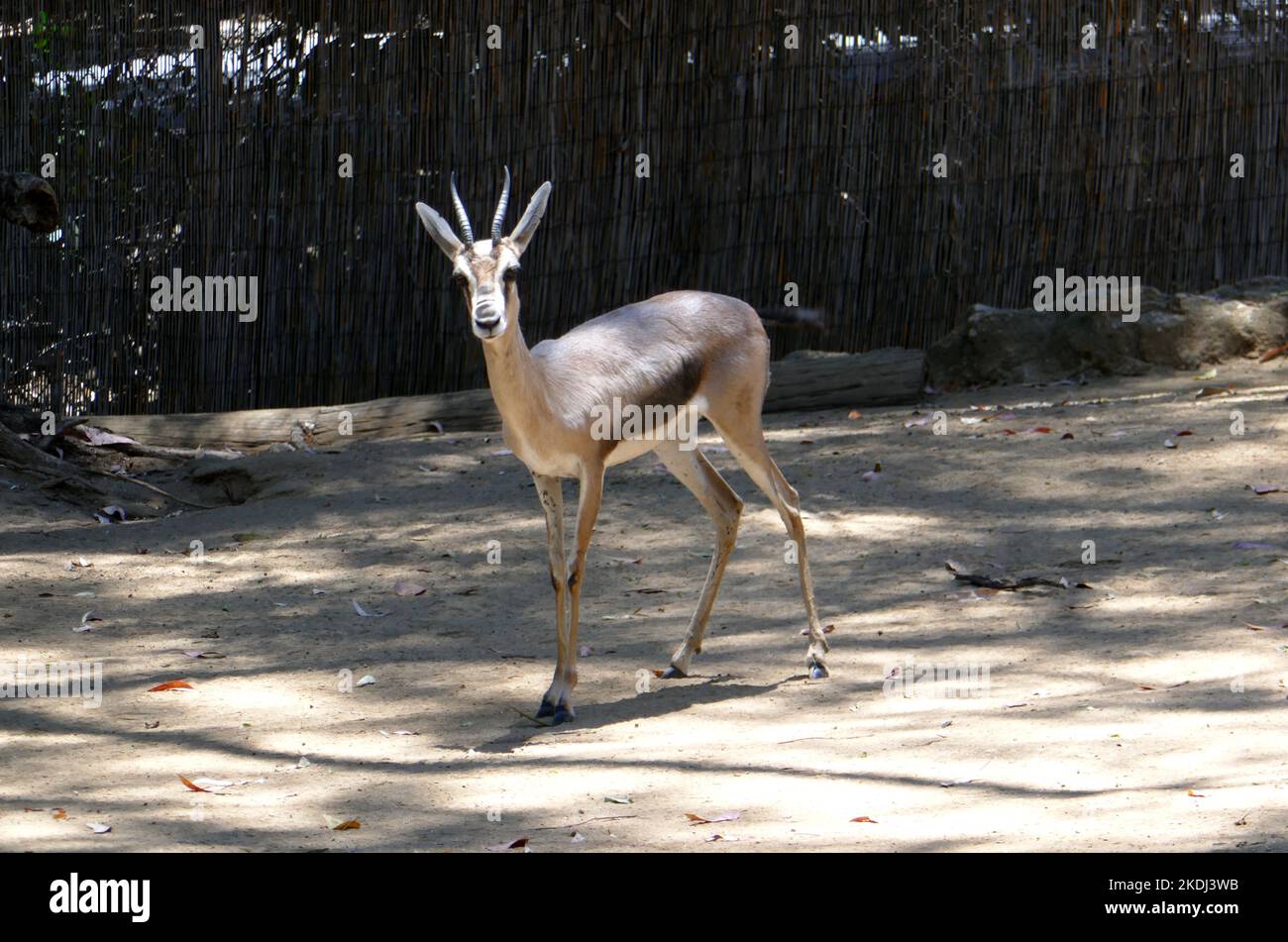 Spekes gazelle -Fotos und -Bildmaterial in hoher Auflösung – Alamy