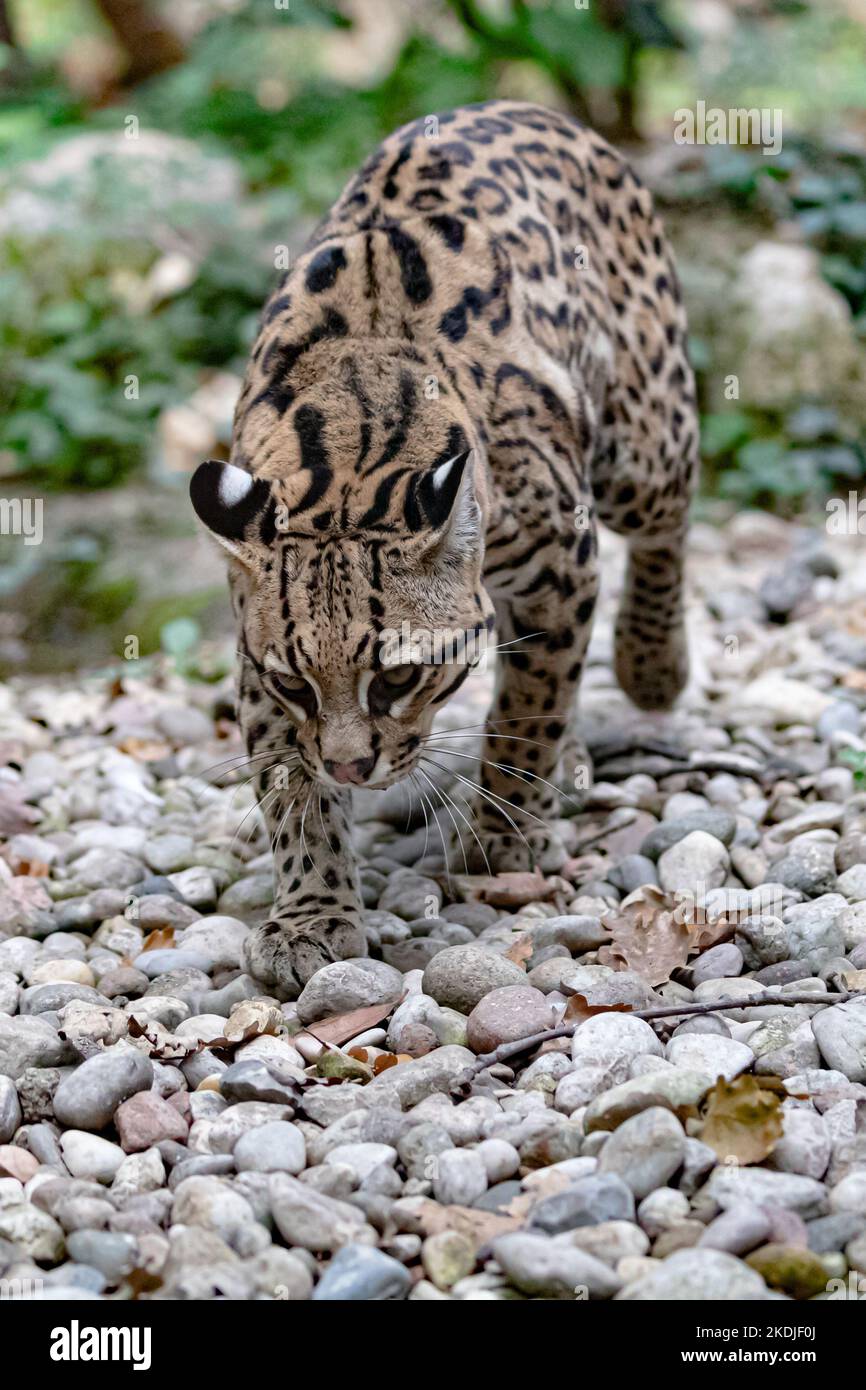 Ocelot cat -Fotos und -Bildmaterial in hoher Auflösung – Alamy