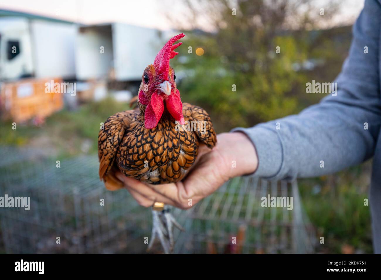 Hahn rasse -Fotos und -Bildmaterial in hoher Auflösung – Alamy