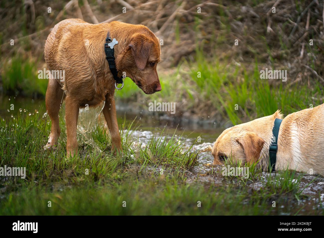 Fox Red Labrador und Yellow Labrador haben Spaß im Wasser. Der ...