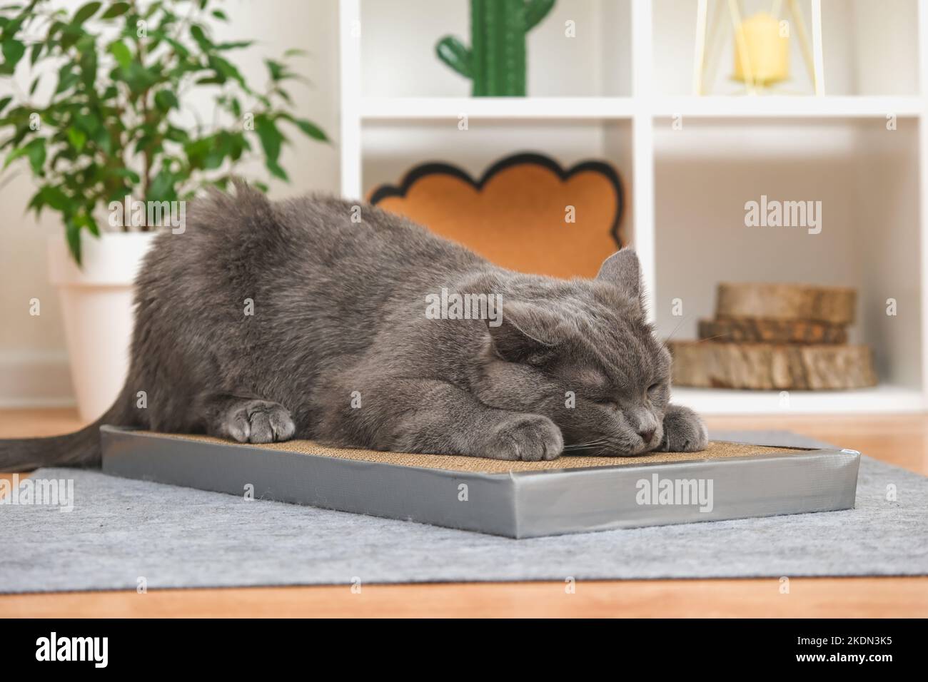 Eine graue Katze spielt auf dem Kratzbaum. Kratzpfosten aus Pappe. Eine ...