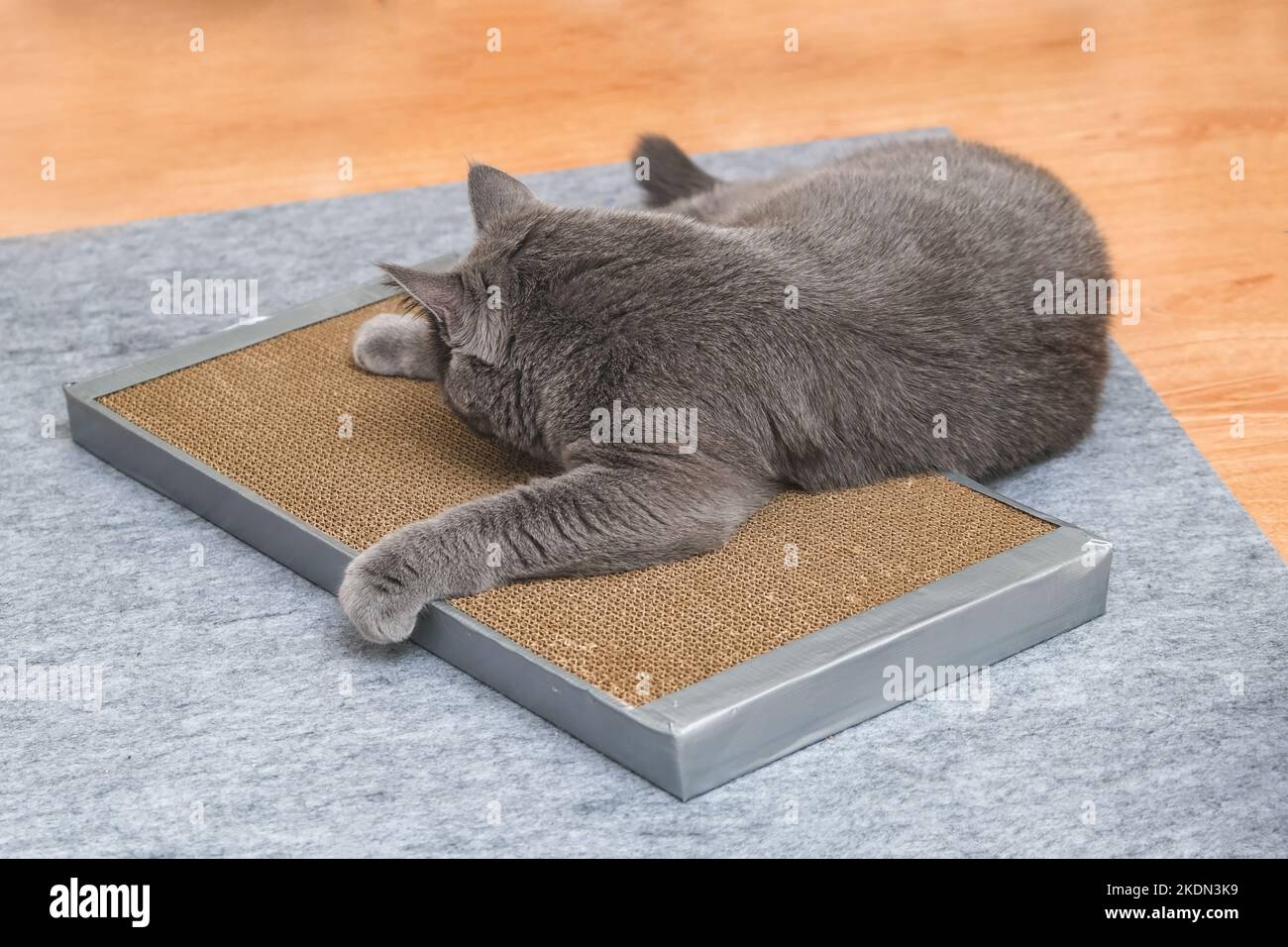 Eine graue Katze spielt auf dem Kratzbaum. Kratzpfosten aus Pappe. Eine ...