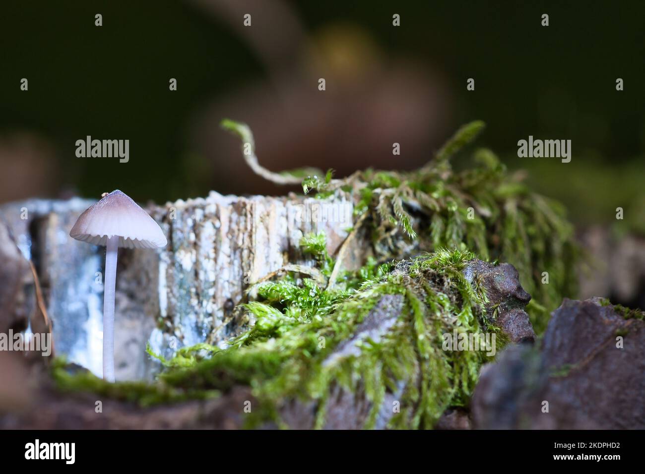 Ein filigraner kleiner Pilz in einer Baumwurzel, mit Lichtfleck im Wald. Waldboden mit Moos und ...