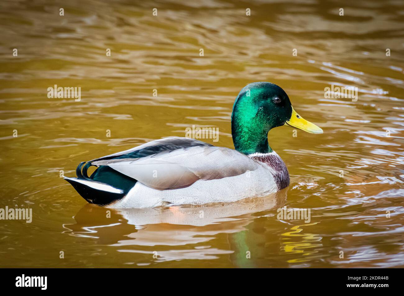 Männliche wildente -Fotos und -Bildmaterial in hoher Auflösung – Alamy