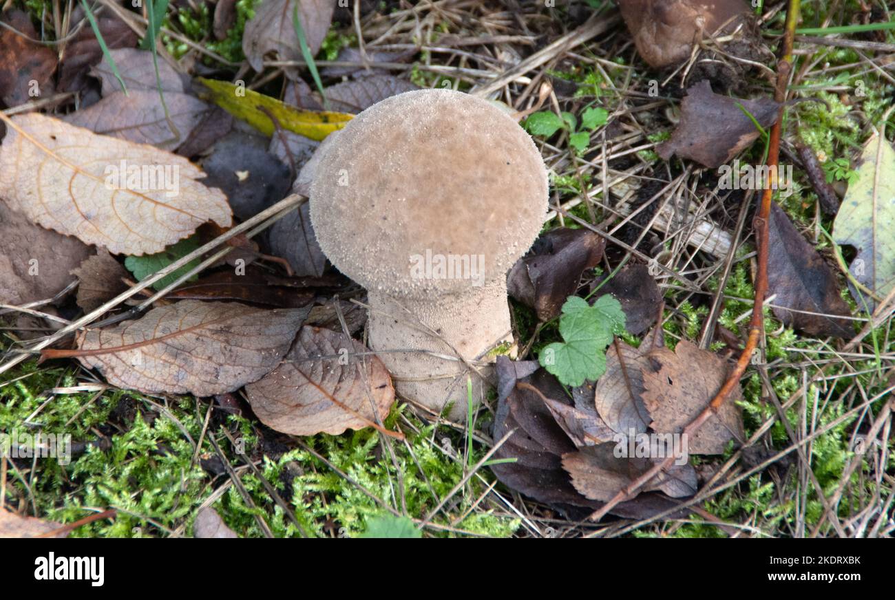 Common puffball -Fotos und -Bildmaterial in hoher Auflösung – Alamy