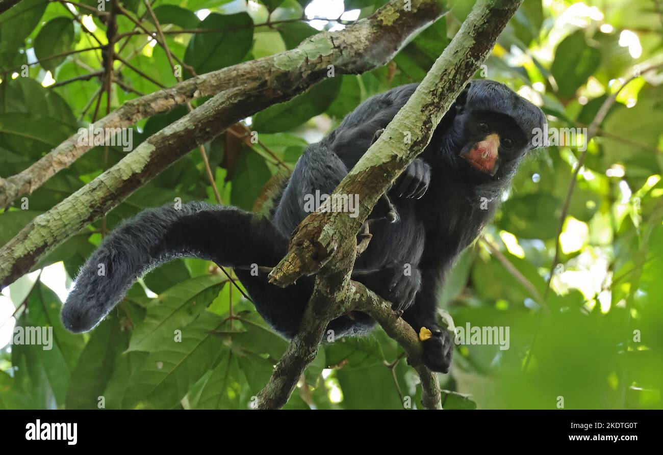 Chiropotes albinasus -Fotos und -Bildmaterial in hoher Auflösung – Alamy