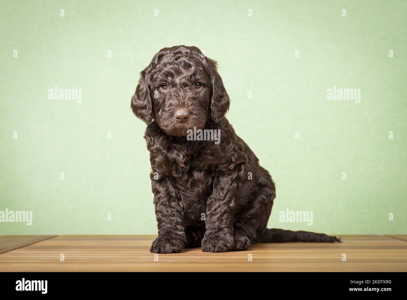 Sitzender königspudel sitting poodle -Fotos und -Bildmaterial in hoher ...