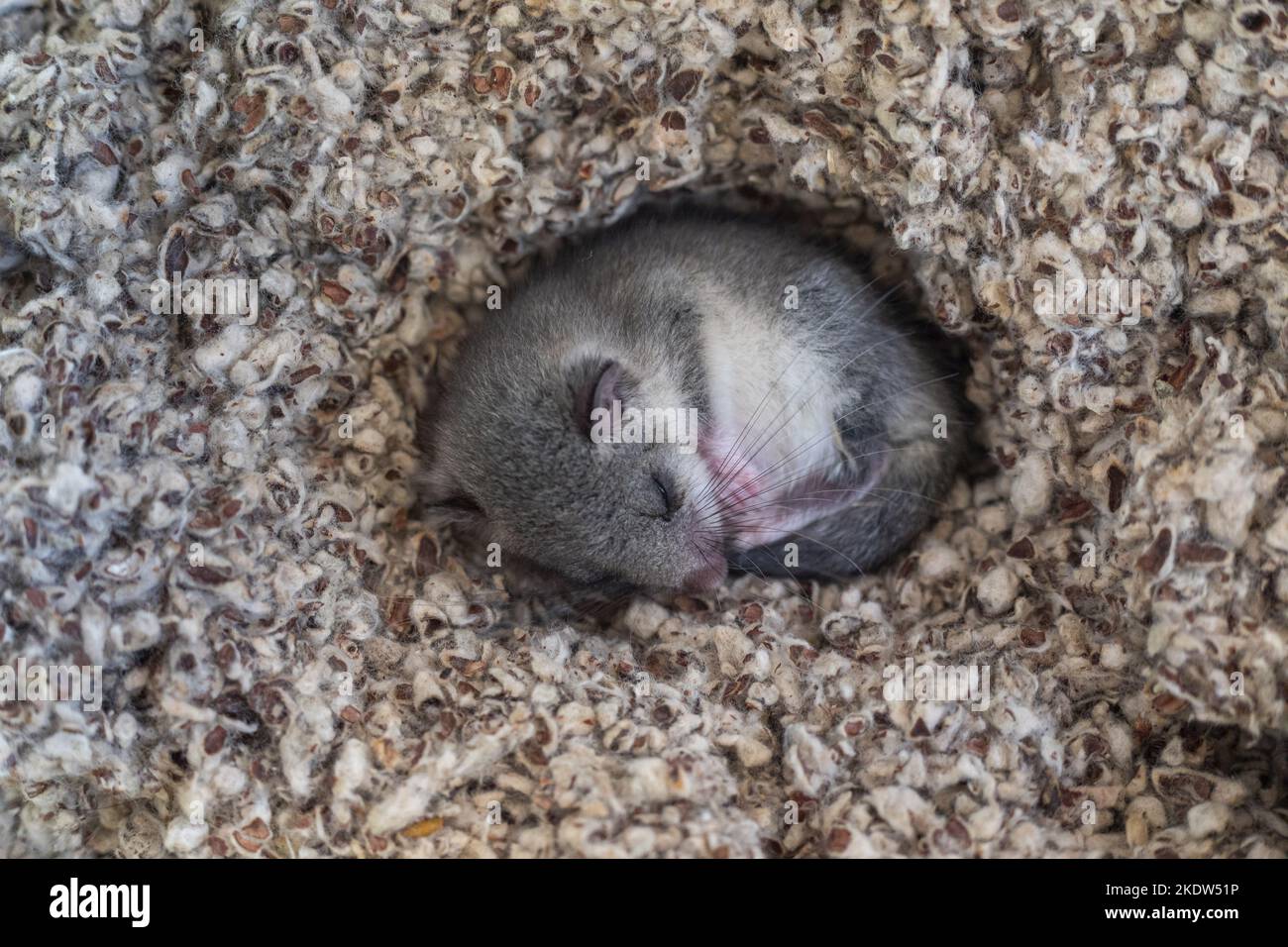 Dormouse sleeping -Fotos und -Bildmaterial in hoher Auflösung – Alamy