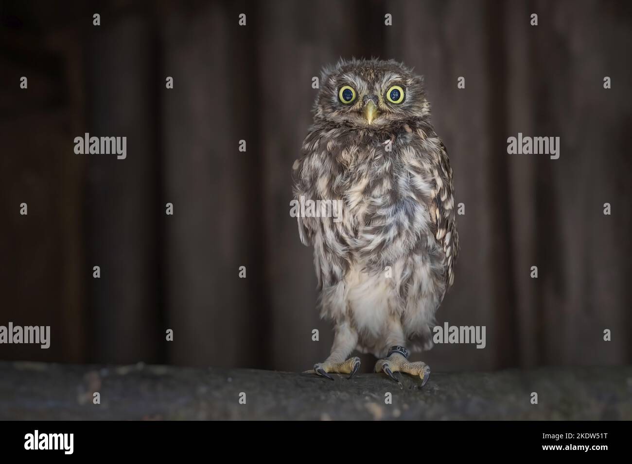 Scheunen eulen -Fotos und -Bildmaterial in hoher Auflösung – Alamy