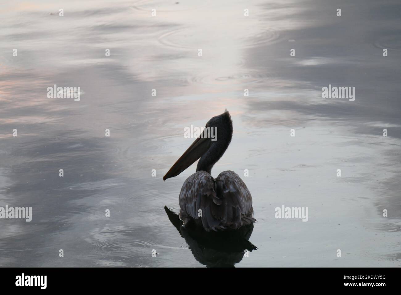 Pettah floating market -Fotos und -Bildmaterial in hoher Auflösung – Alamy