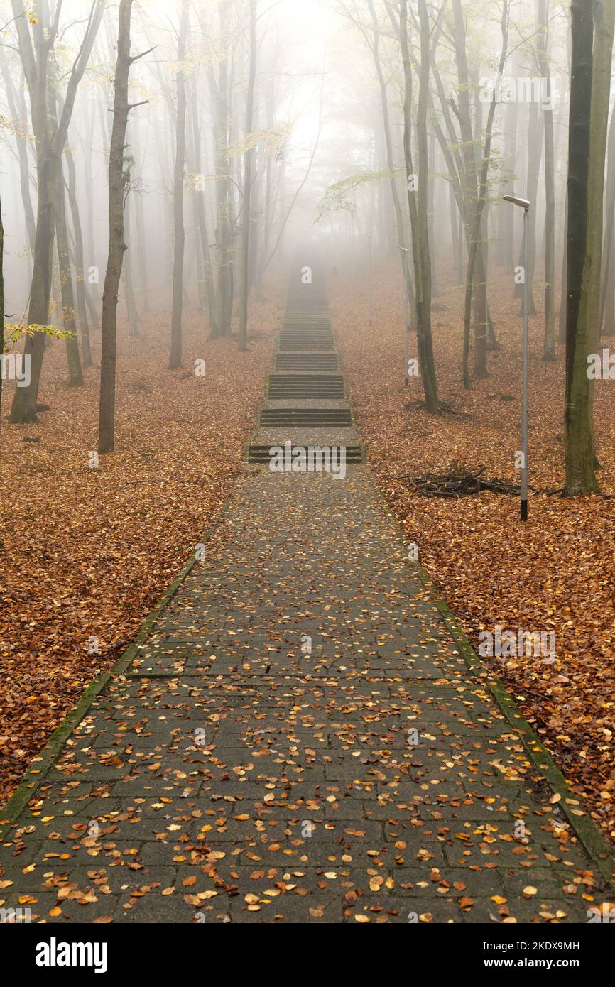 Natürlicher Buchenwald im Herbst. Der Herbst im Wald hat seinen Charme ...