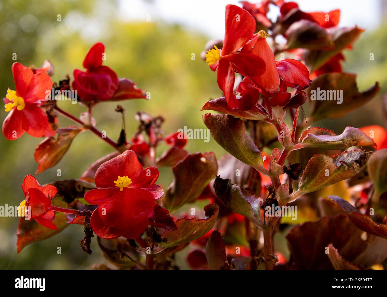 Begonie rot -Fotos und -Bildmaterial in hoher Auflösung – Alamy