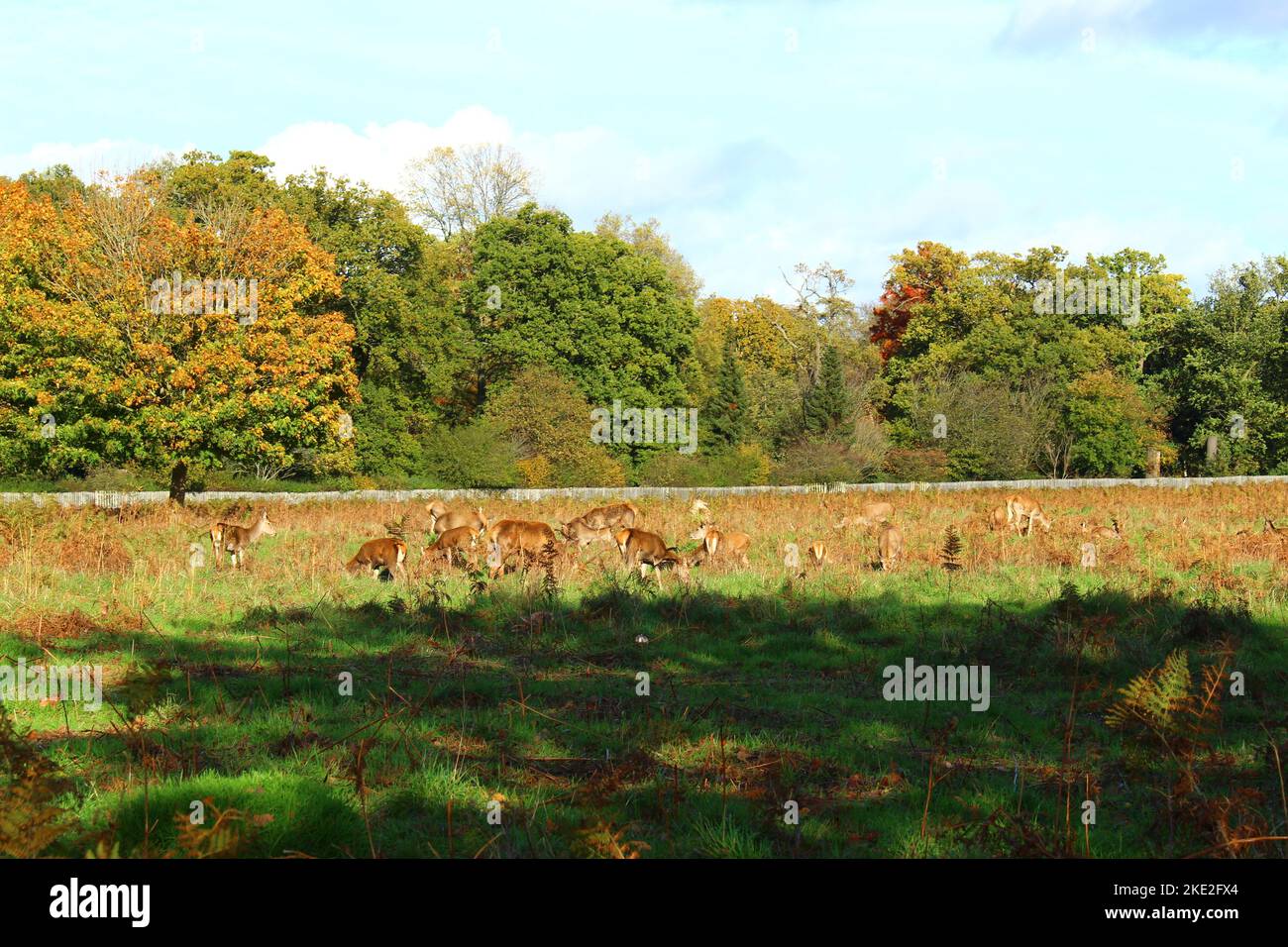 Hirsche grasen auf der wiese -Fotos und -Bildmaterial in hoher ...