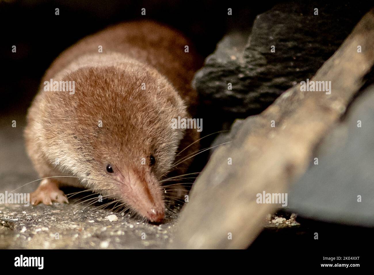 Eurasische spitzmaus -Fotos und -Bildmaterial in hoher Auflösung – Alamy