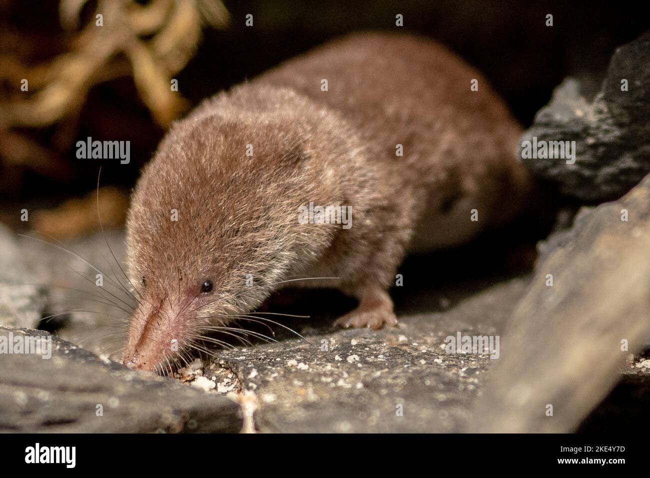 Eurasische spitzmaus -Fotos und -Bildmaterial in hoher Auflösung – Alamy