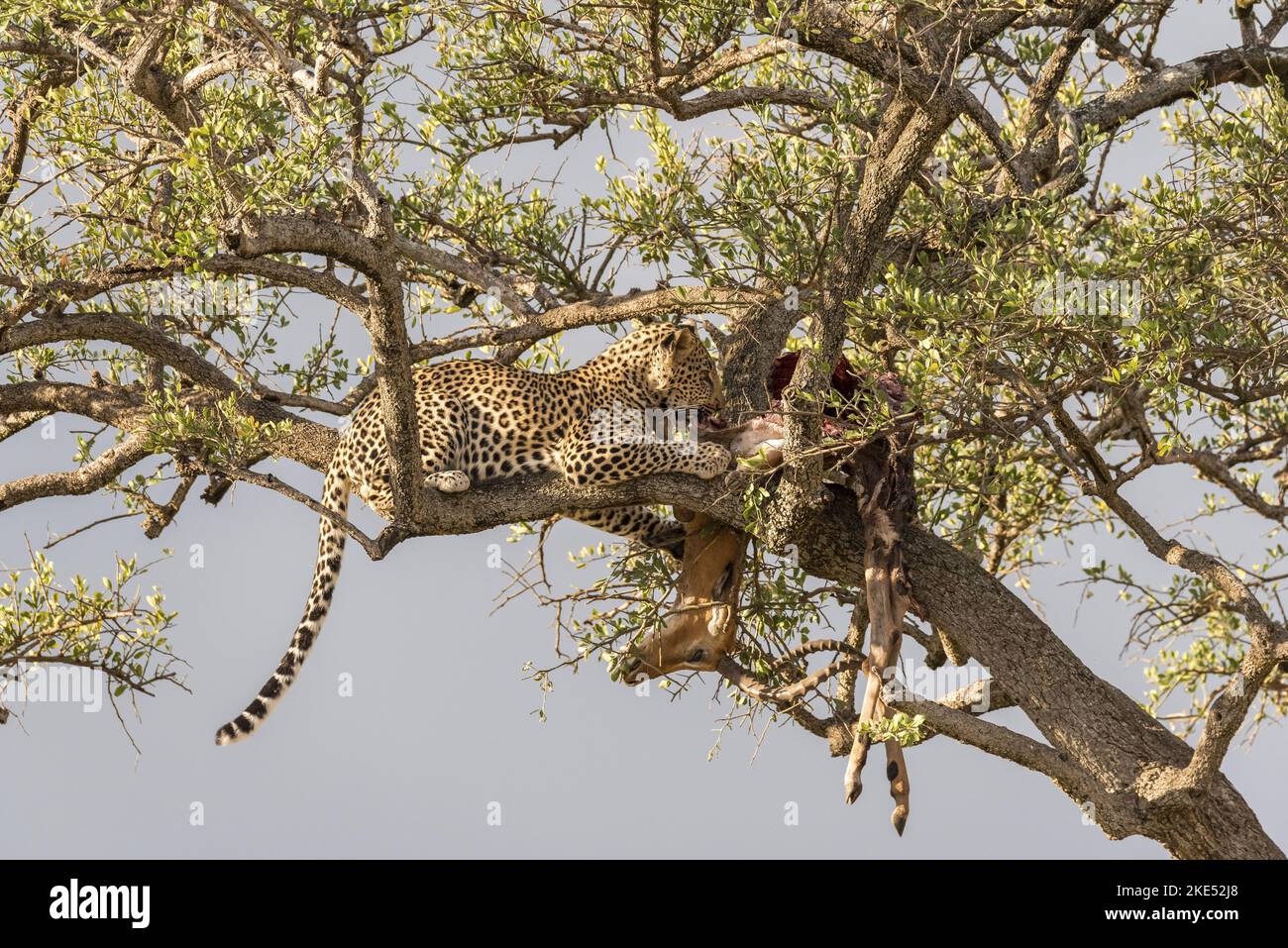 Leopard panthera pardus on tree eating -Fotos und -Bildmaterial in ...