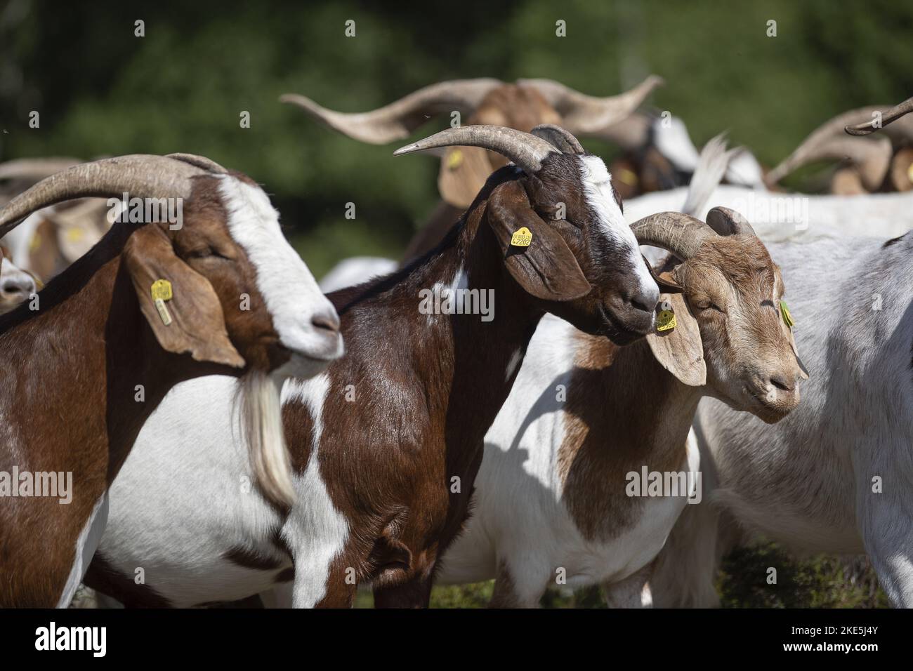 Boer goat capra hircus -Fotos und -Bildmaterial in hoher Auflösung – Alamy