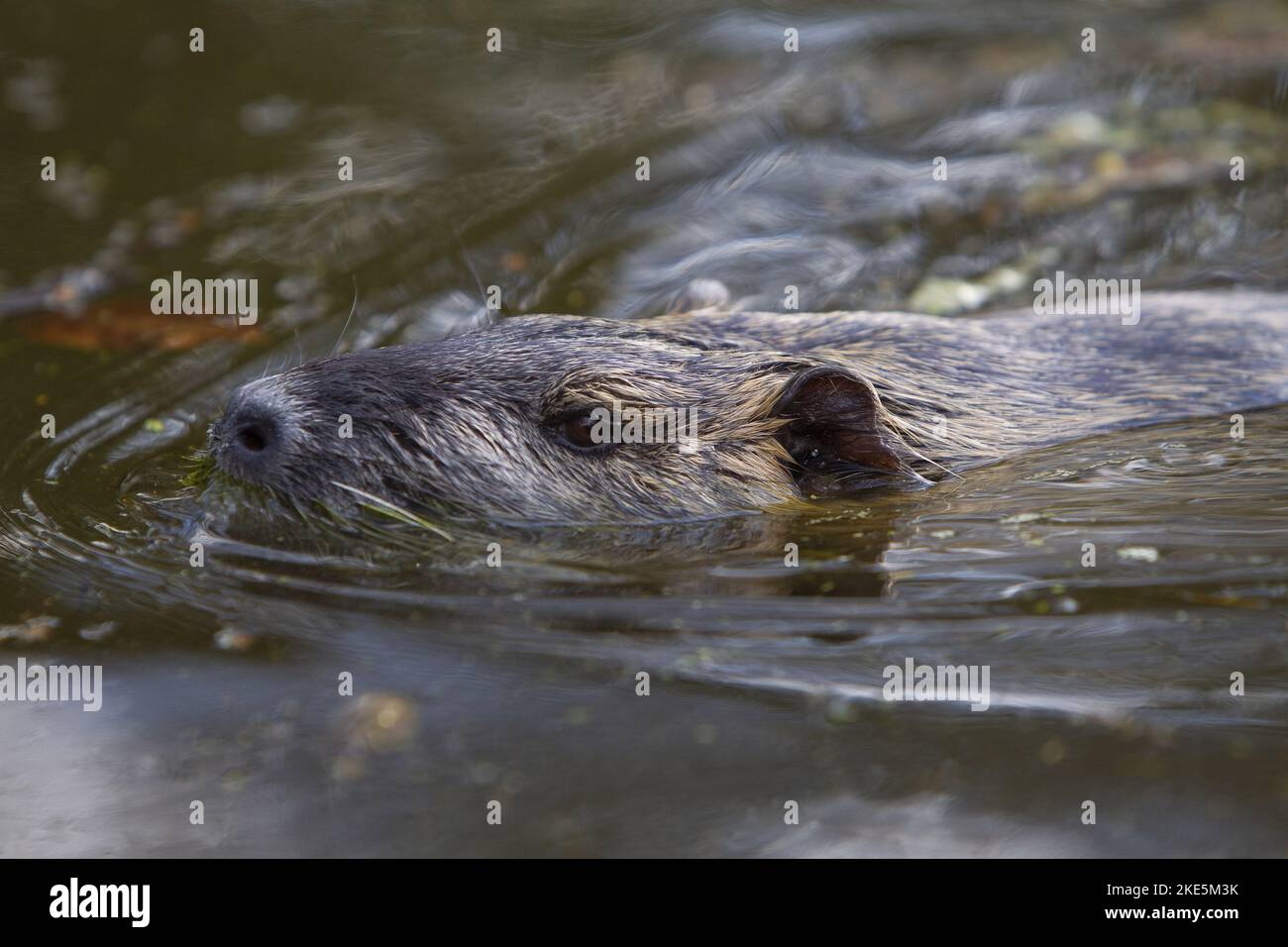 Formato de paisaje nutria retrato -Fotos und -Bildmaterial in hoher ...