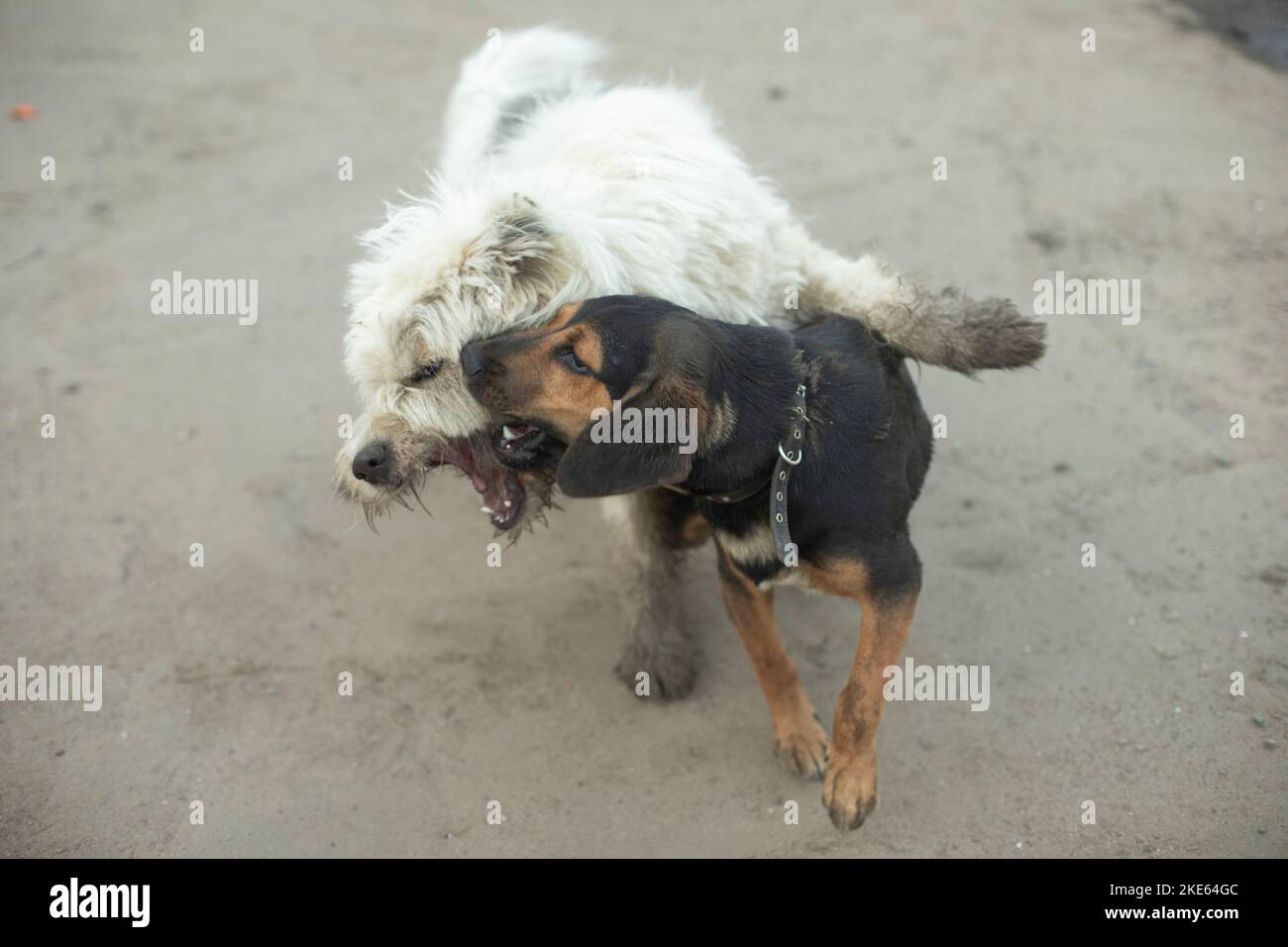 Animal aggression -Fotos und -Bildmaterial in hoher Auflösung – Alamy