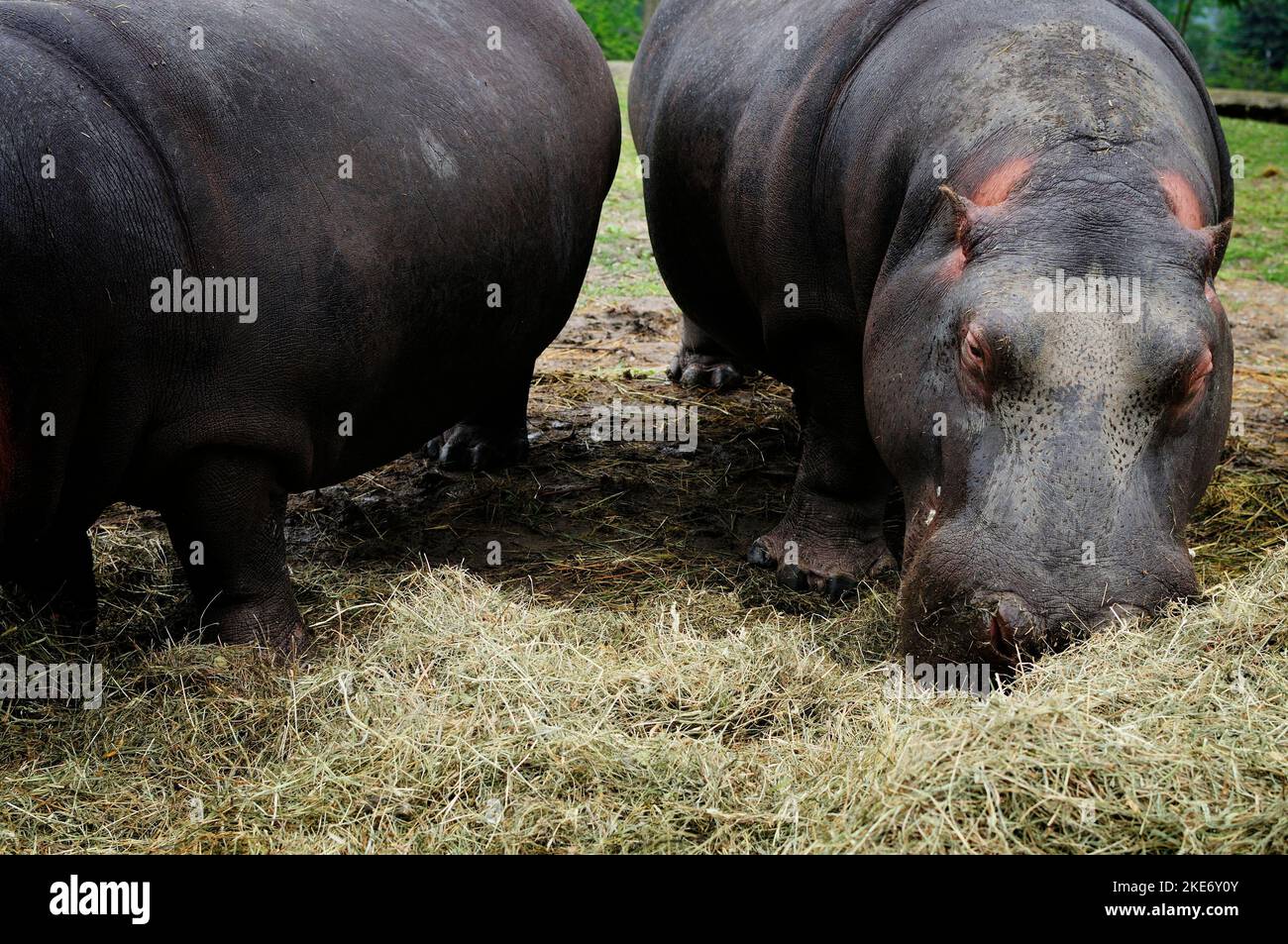 Wwf italien -Fotos und -Bildmaterial in hoher Auflösung – Alamy