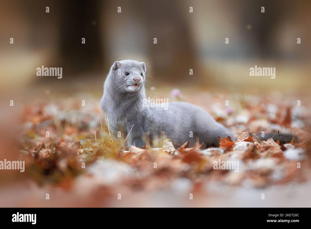 Russischer nerz -Fotos und -Bildmaterial in hoher Auflösung – Alamy