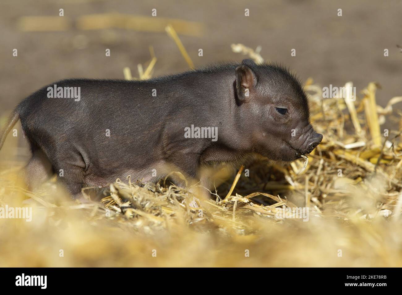 Mini pig piglet -Fotos und -Bildmaterial in hoher Auflösung – Alamy