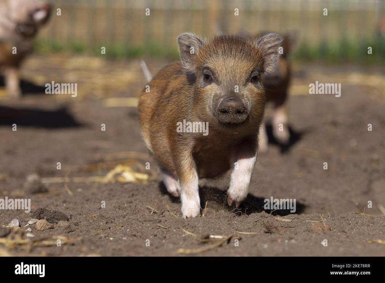 Mini pig piglet -Fotos und -Bildmaterial in hoher Auflösung – Alamy