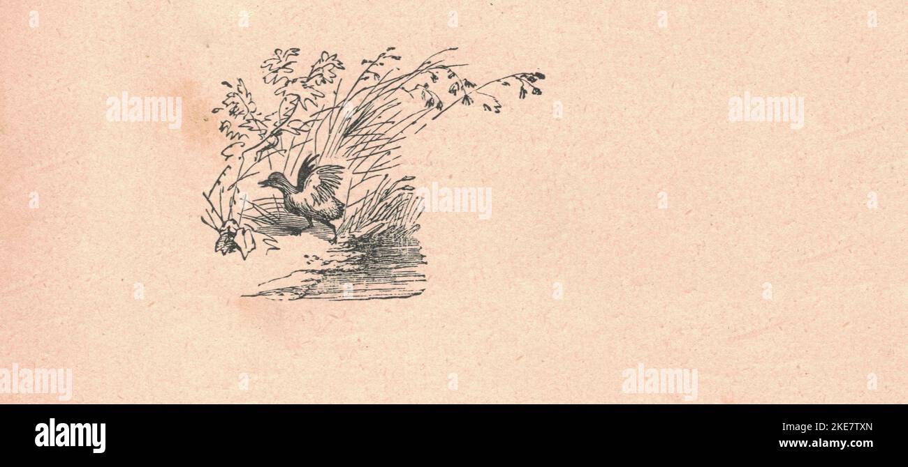 Schwarz-weiße antike Illustration zeigt eine fliegende Ente. Vintage ...