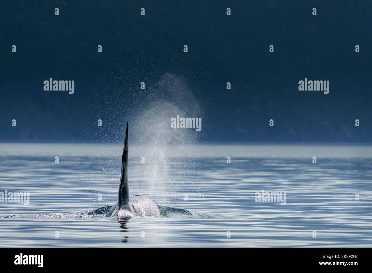 Blackfish sound -Fotos und -Bildmaterial in hoher Auflösung – Alamy