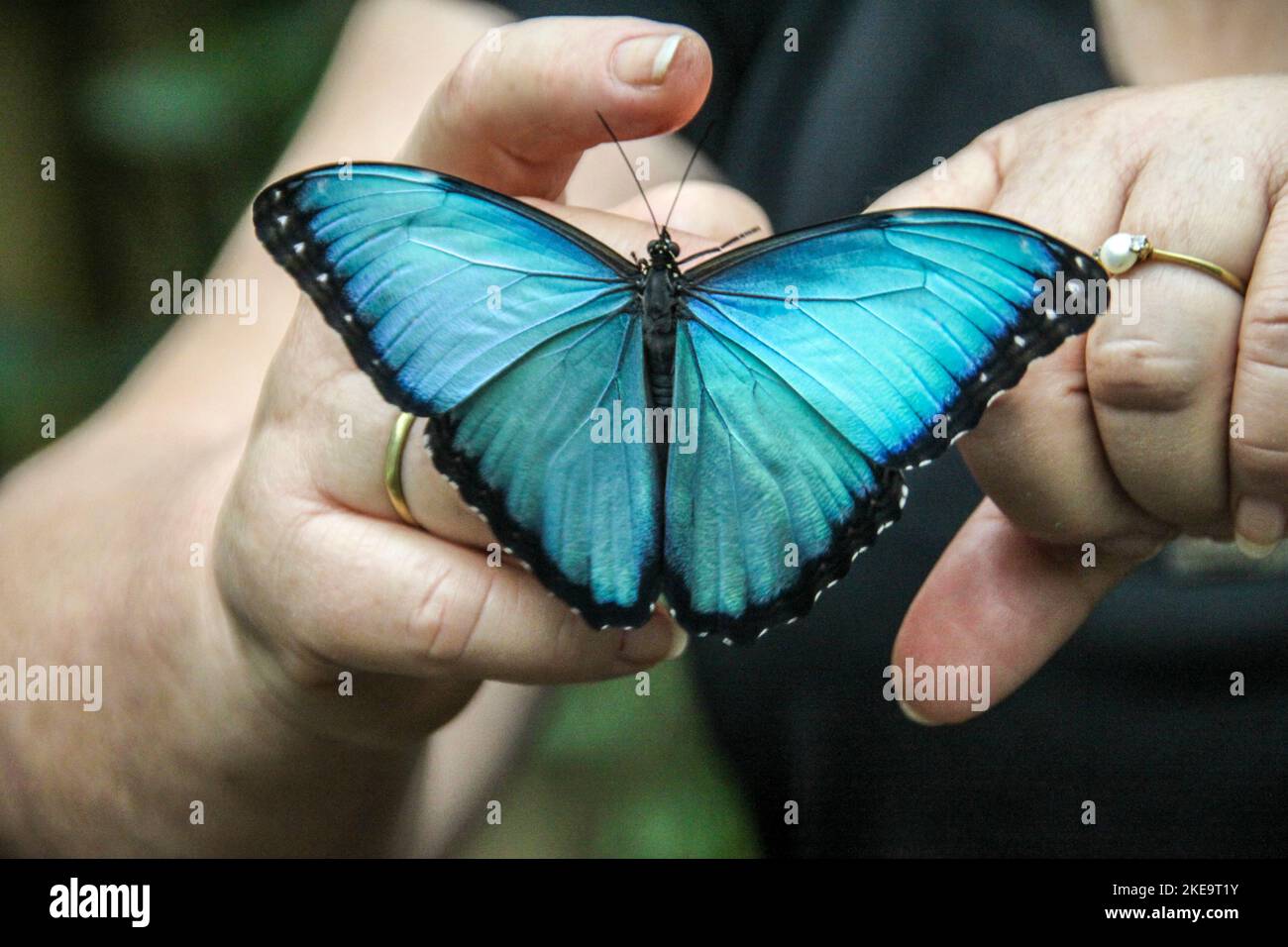 Helenor blau morpho morpho helenor -Fotos und -Bildmaterial in hoher ...