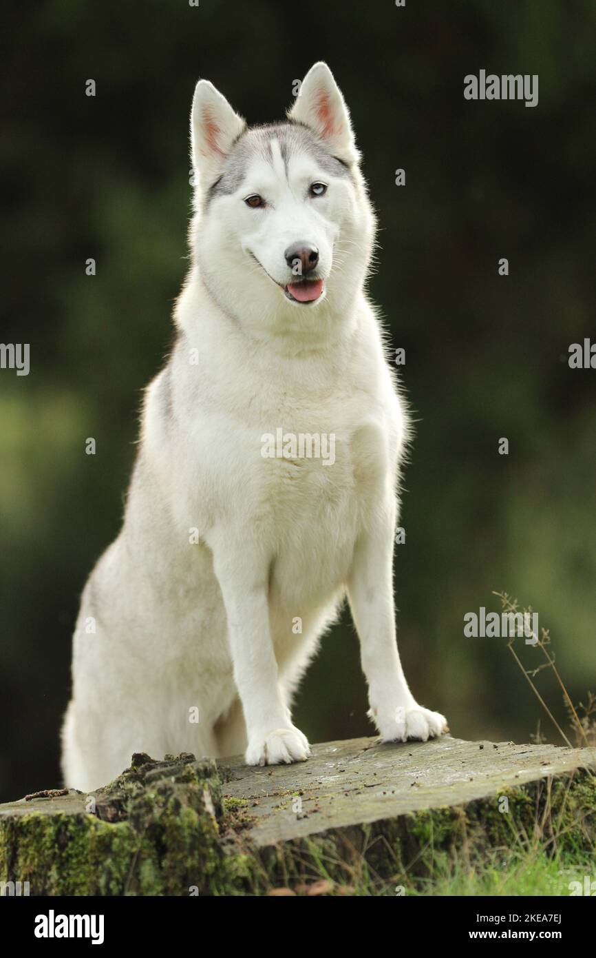Heterochromia siberian husky -Fotos und -Bildmaterial in hoher ...