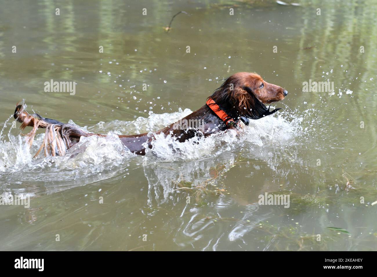 Proaktive jagd -Fotos und -Bildmaterial in hoher Auflösung – Alamy