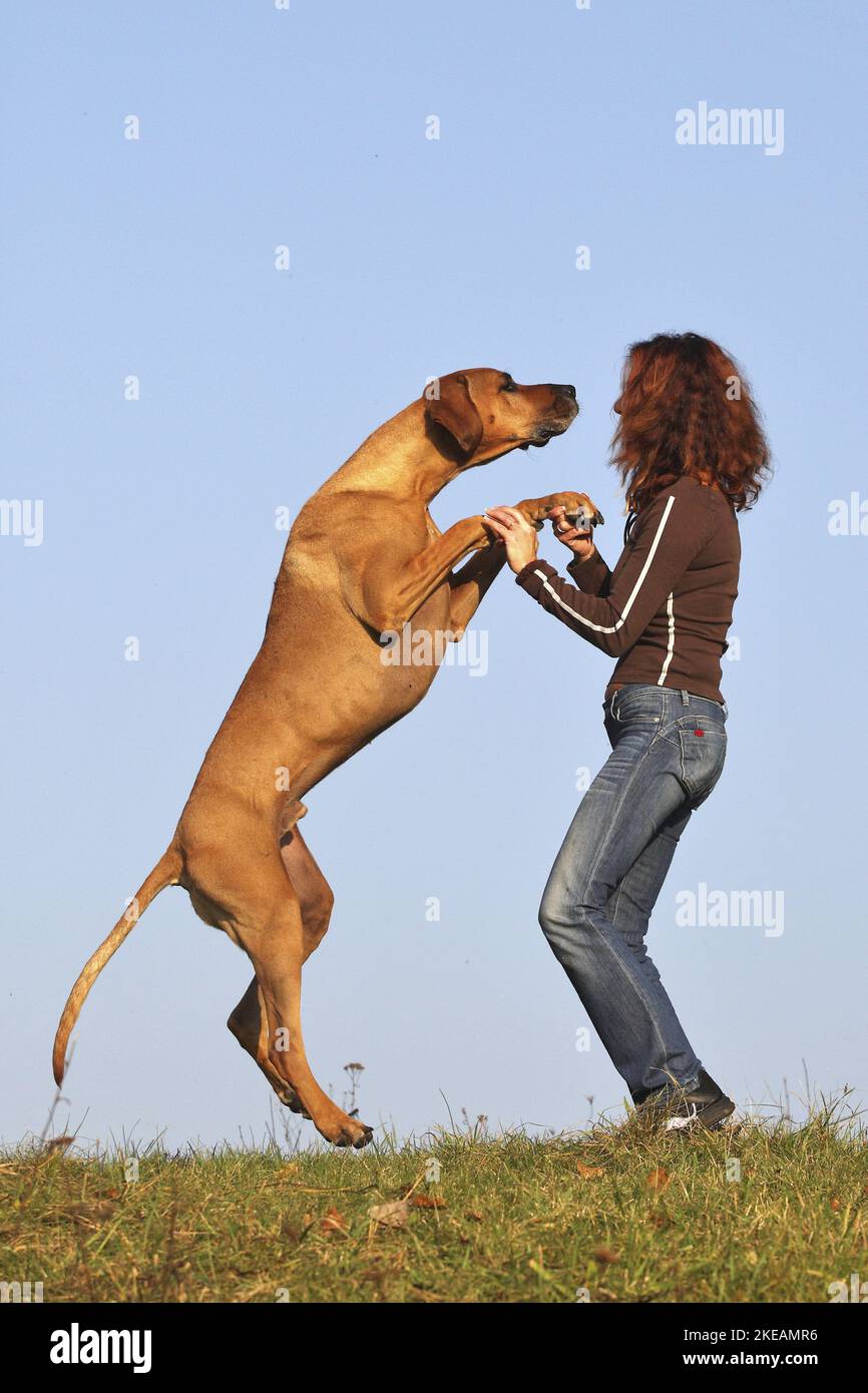 Rhodesian ridgeback great dane -Fotos und -Bildmaterial in hoher ...