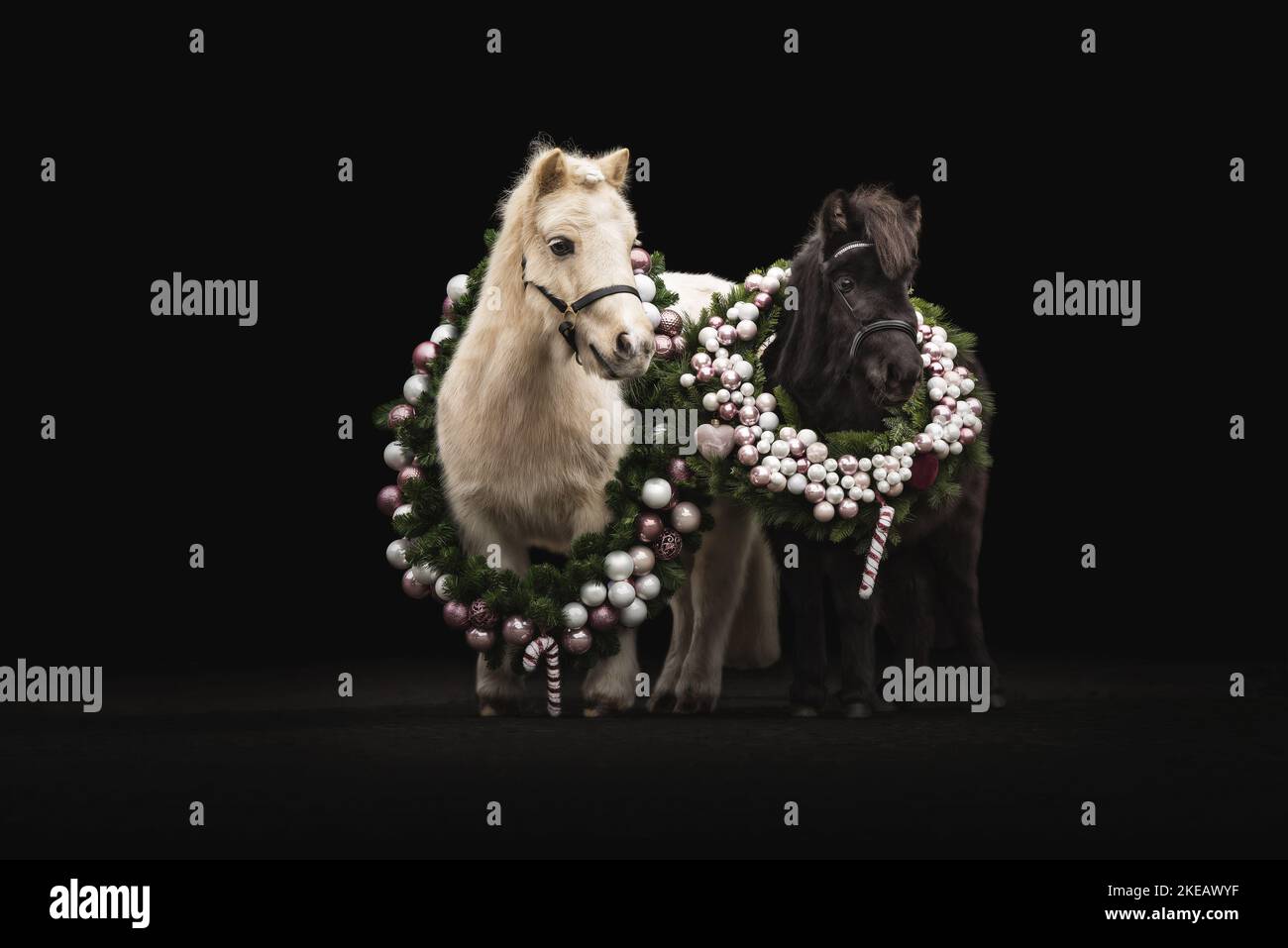 Gefleckte ponys -Fotos und -Bildmaterial in hoher Auflösung – Alamy