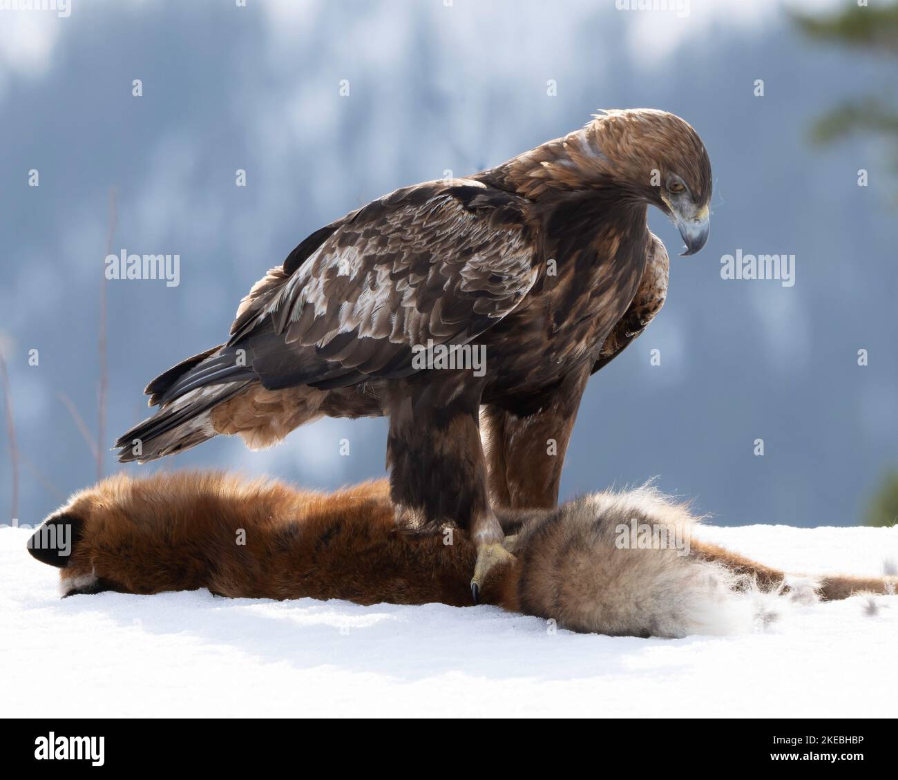 Jagd mit einem steinadler -Fotos und -Bildmaterial in hoher Auflösung ...
