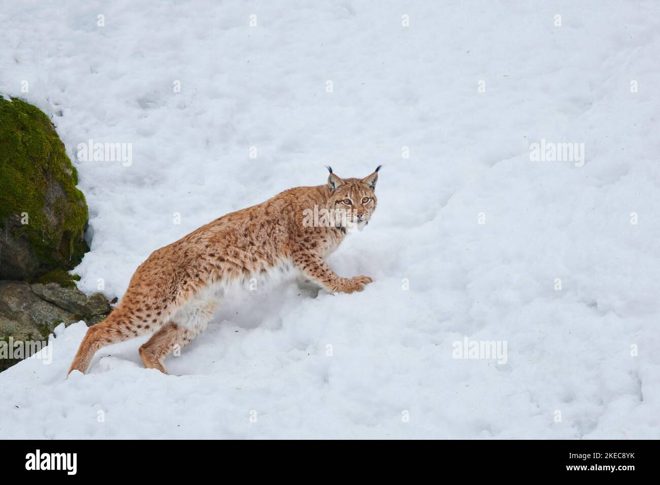 Europäischer Luchs (Luchs) im Winter, seitwärts, Wandern, Nationalpark ...