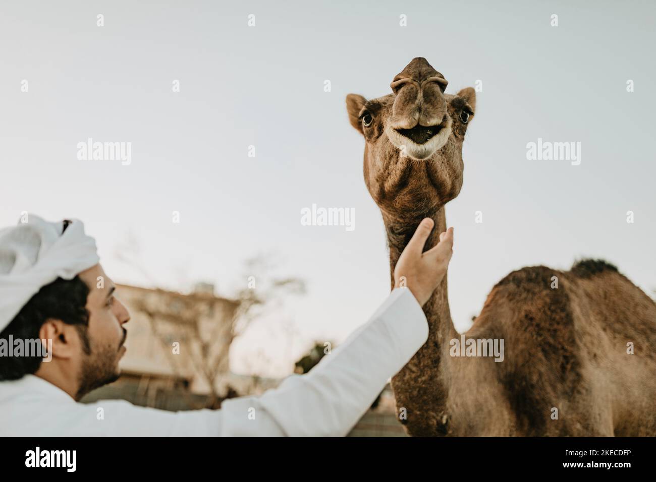Saudi man with camel -Fotos und -Bildmaterial in hoher Auflösung – Alamy