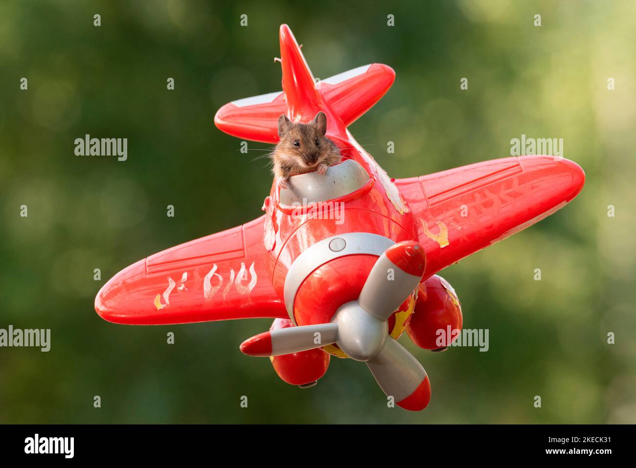 Fliegende maus -Fotos und -Bildmaterial in hoher Auflösung – Alamy