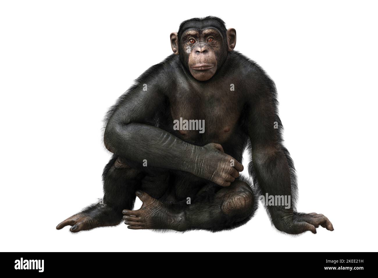 Chimpanzee illustration -Fotos und -Bildmaterial in hoher Auflösung – Alamy