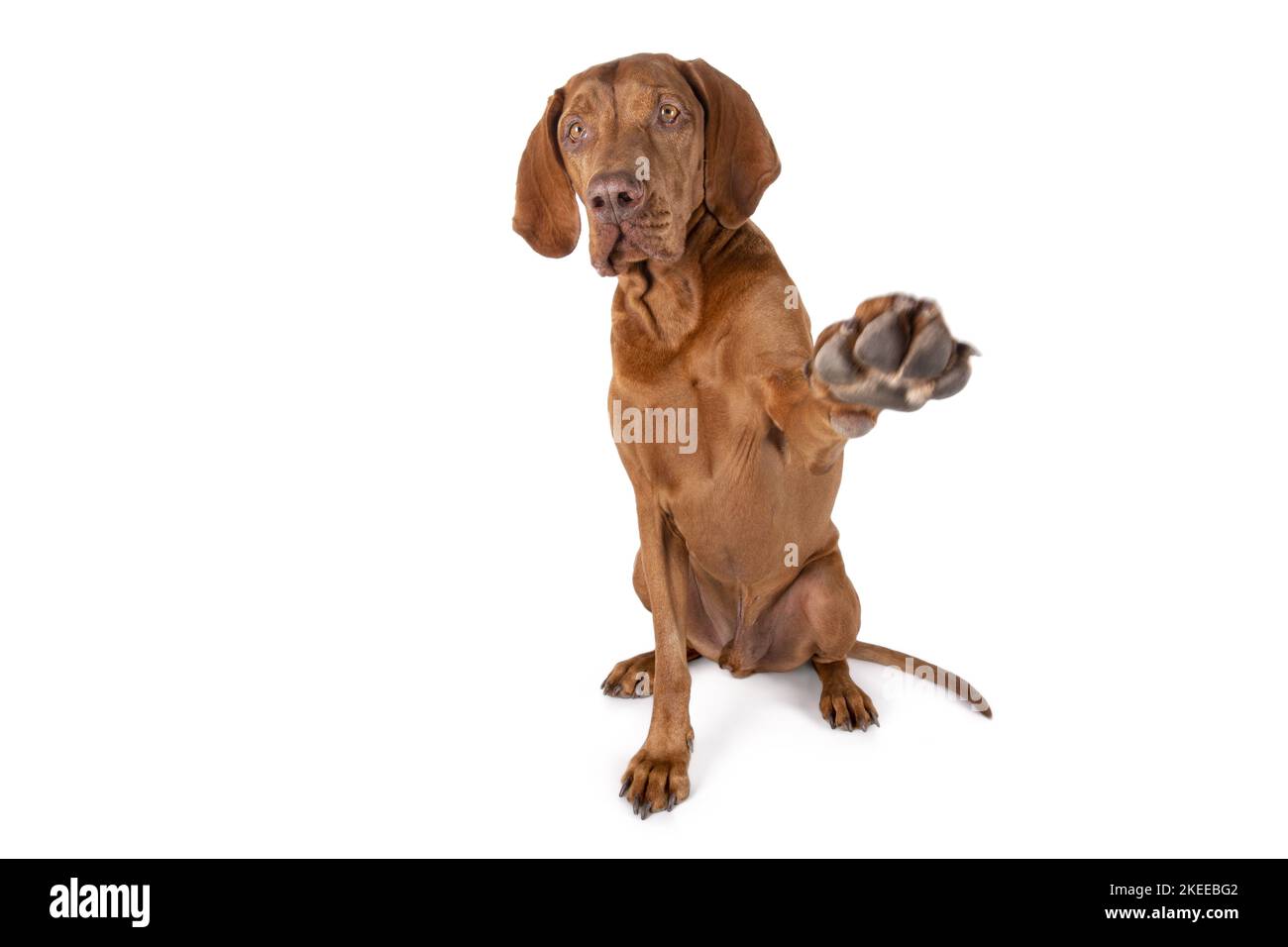 Gib die pfote Ausgeschnittene Stockfotos und -bilder - Alamy