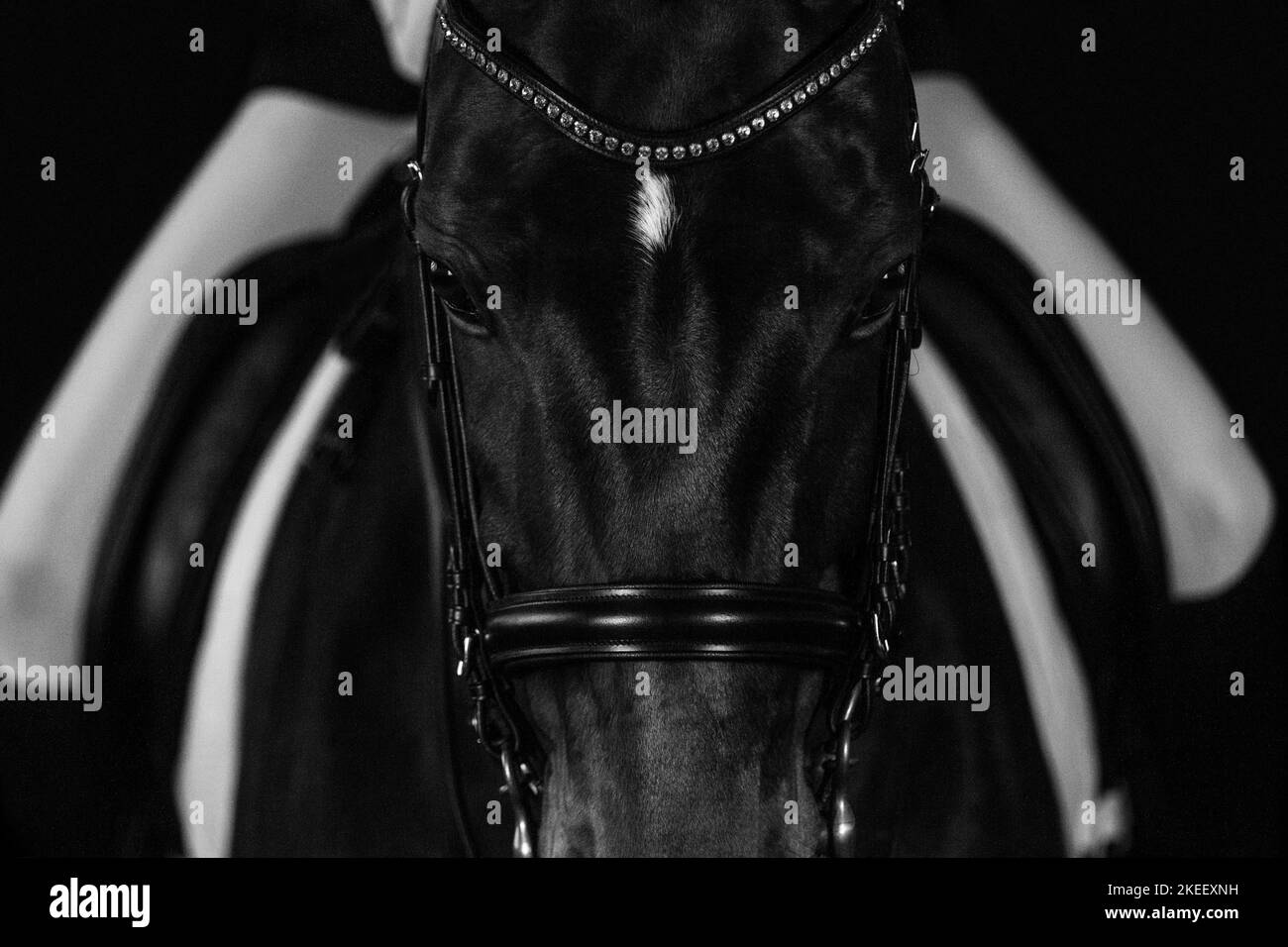 Dressur aufwärmen Schwarzweiß-Stockfotos und -bilder - Alamy