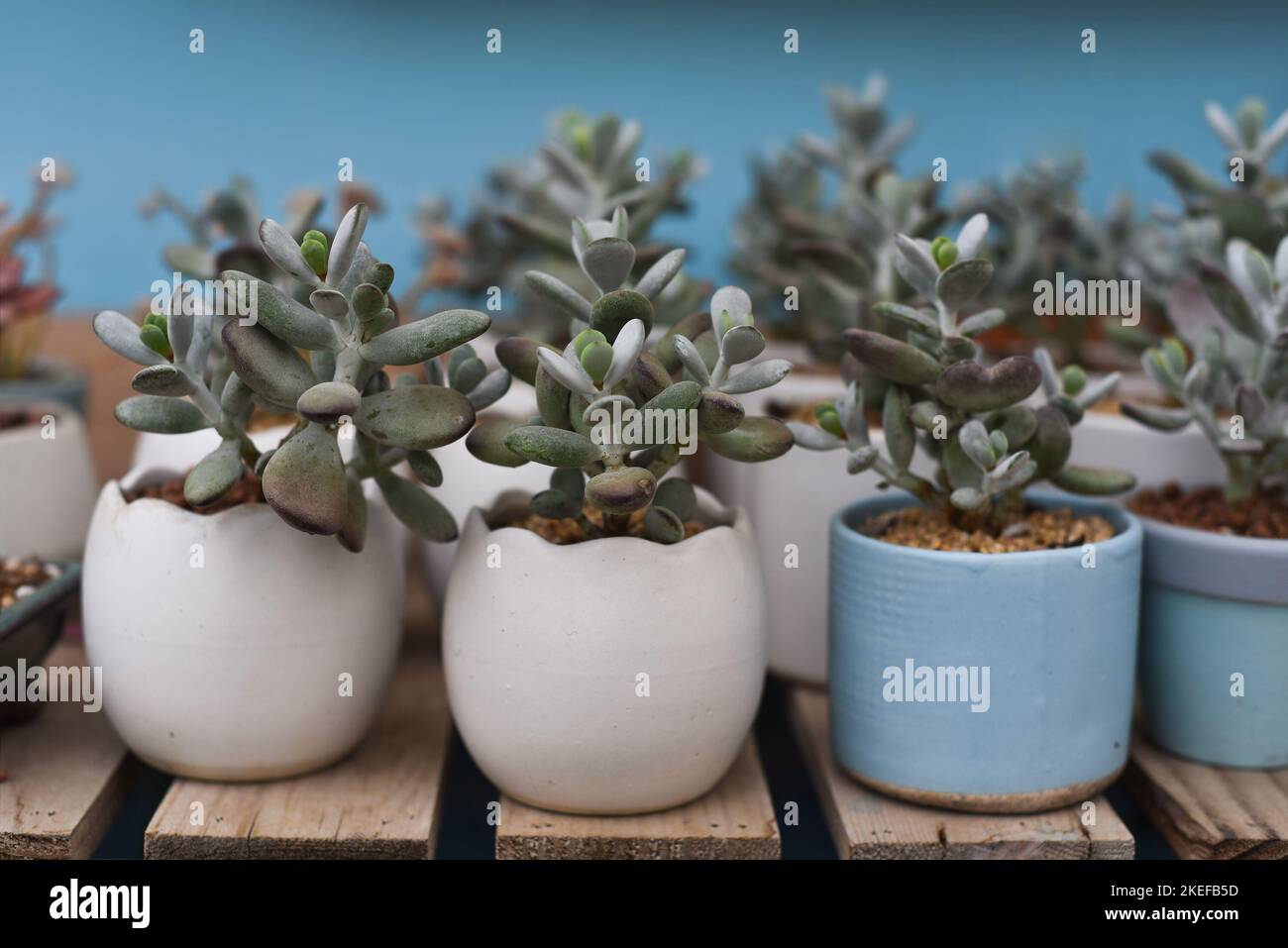 Crassula ovata, allgemein bekannt als Jadepflanze, Glückspflanze ...