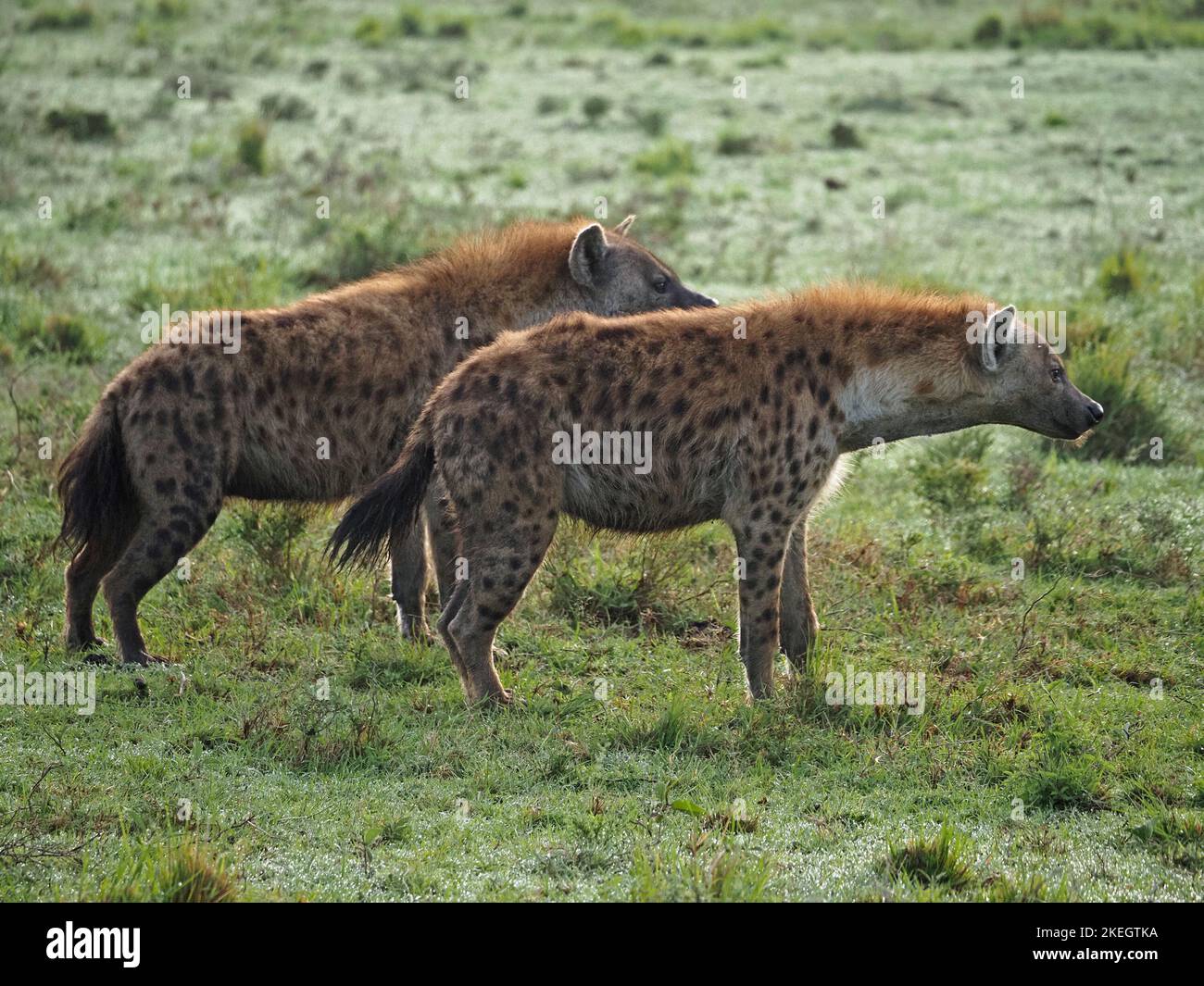 2 Gefleckte Hyänen (Crocuta crocuta) beobachten, wie Löwen in der ...