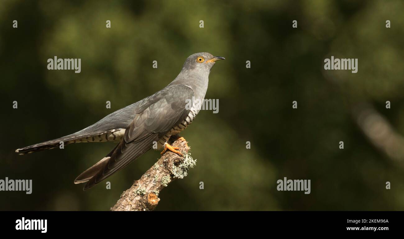 Cuckoo eggs european -Fotos und -Bildmaterial in hoher Auflösung – Alamy